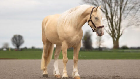 14 Fascinating Facts About The Rare and Beautiful American Cream Draft ...