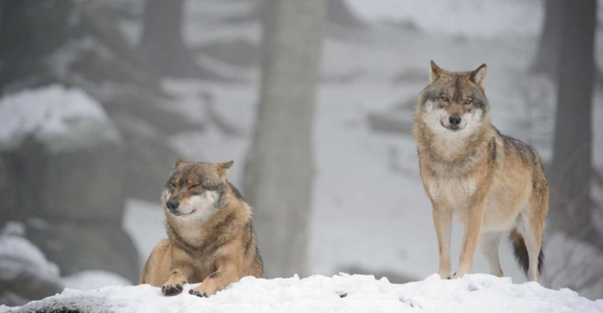 14 Fascinating Facts About the Rare Northwestern Wolf - Exploring Animals