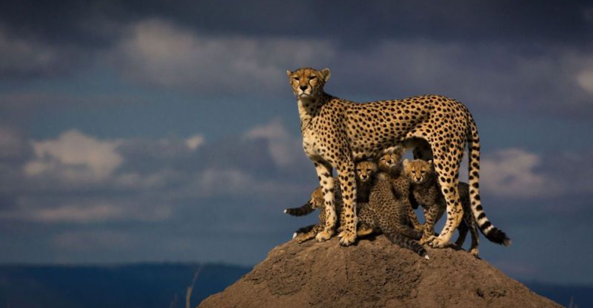 14 Fascinating Facts That Set Cheetahs Apart From Other Big Cats ...