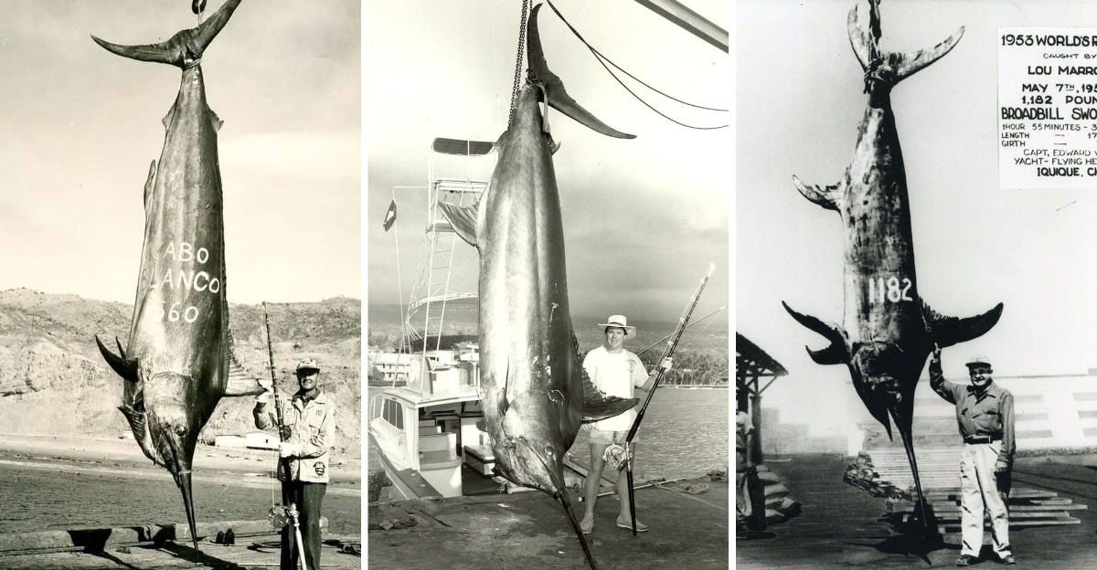 14 Fishing Records That Will Probably Never Be Broken - Exploring Animals