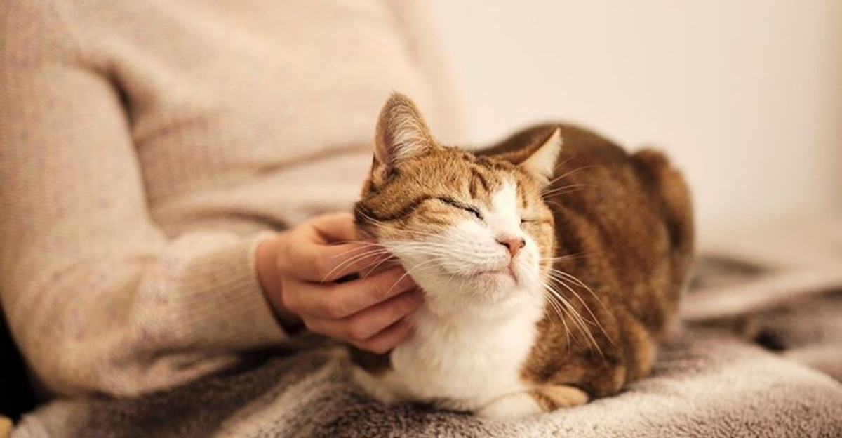 14 Gentle Ways to Help a Traumatized Cat Feel Safe Again - Exploring ...