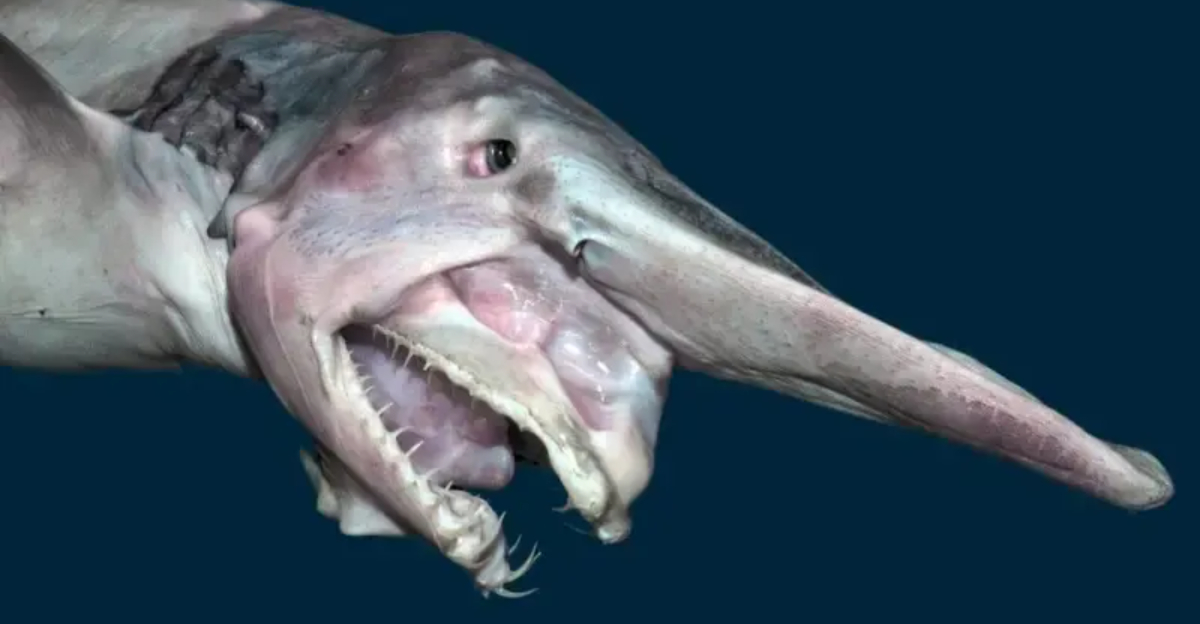 14 Mind-Boggling Facts About the Goblin Shark—The Real-Life Deep Sea ...