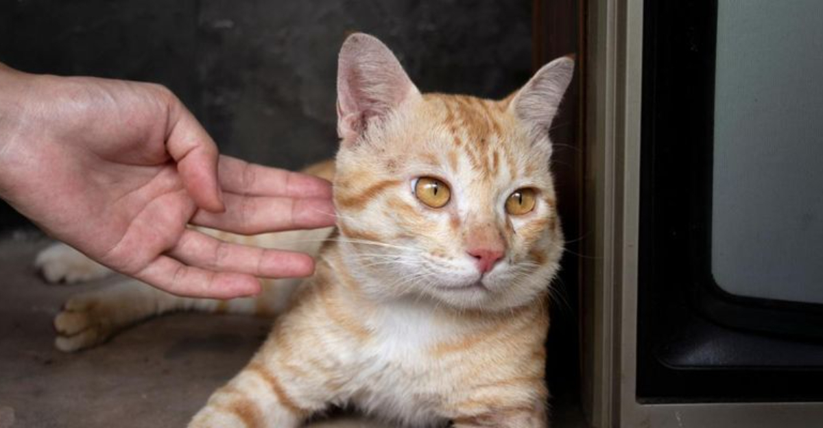 14 Red Flags in Cat Behavior You Should Never Ignore - Exploring Animals