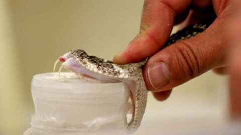 14 Stories of Snakes Used in Medicine—From Ancient Remedies to Cutting ...