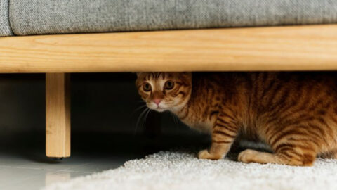 14 Subtle Signs Your Cat Is Stressed (And What You Can Do About It ...
