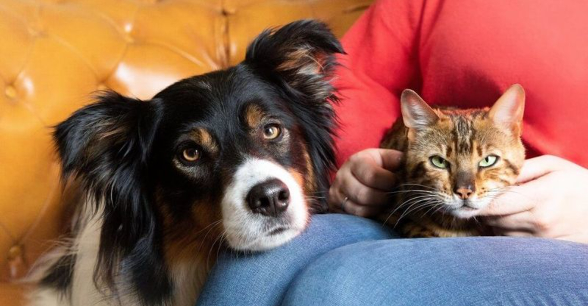 14 Subtle Signs Your Cat Secretly Dislikes Your Other Pets (And How to ...