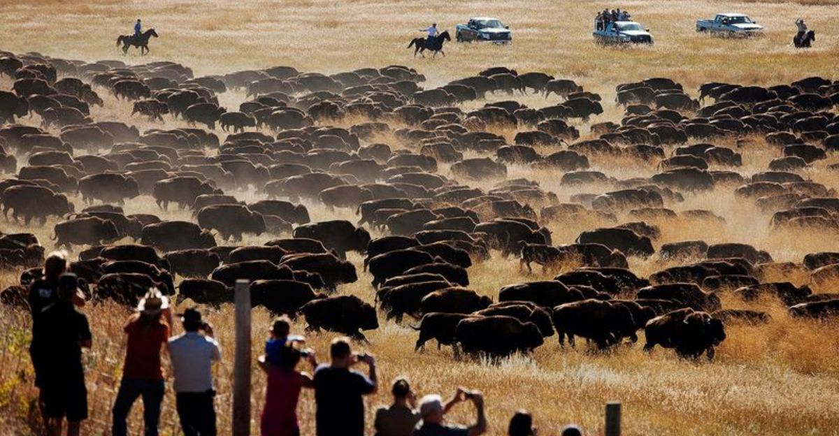 14 The U.S. States With the Highest Populations of American Bison ...