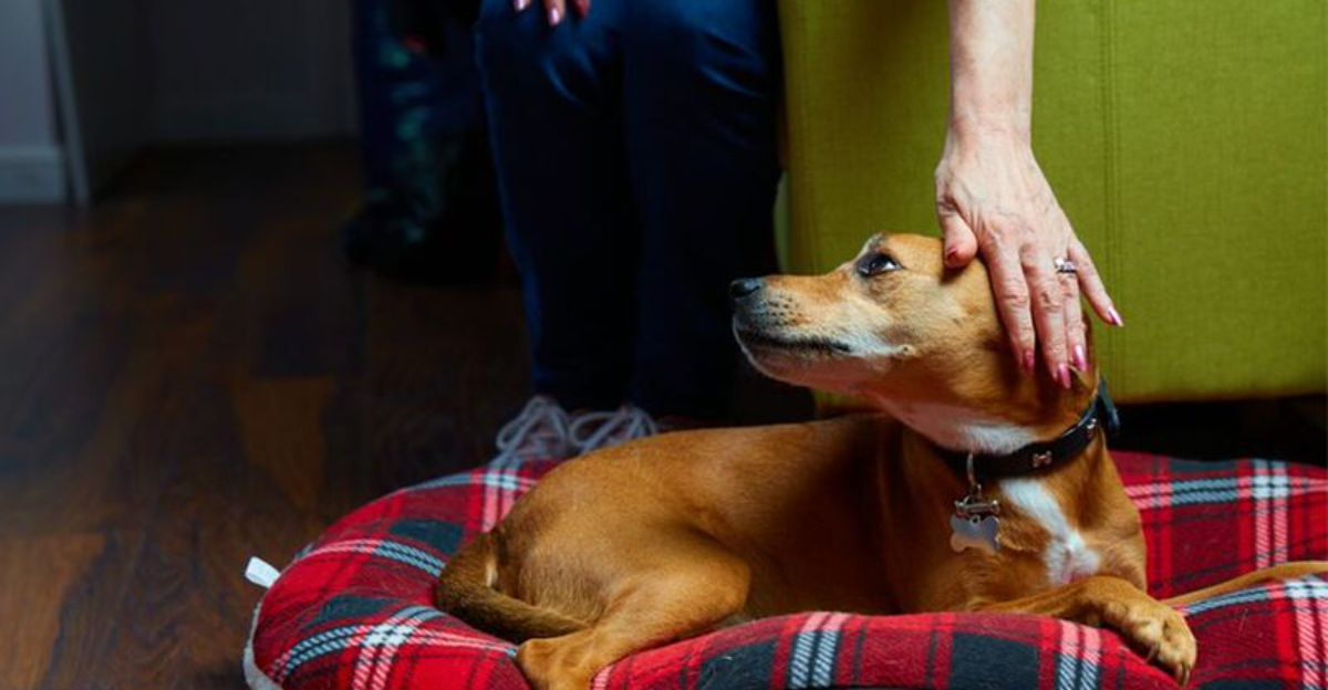 14 Things to Teach Your Shelter or Rescue Dog Right Away - Exploring ...
