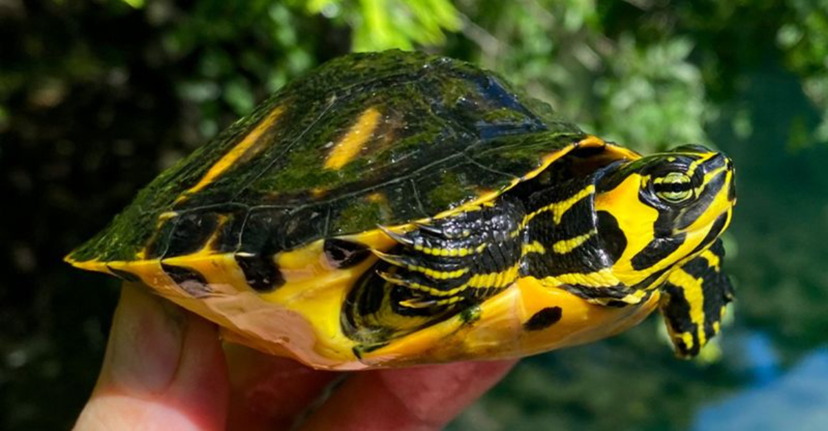 14 Turtle Species That Make Excellent Pets - Exploring Animals