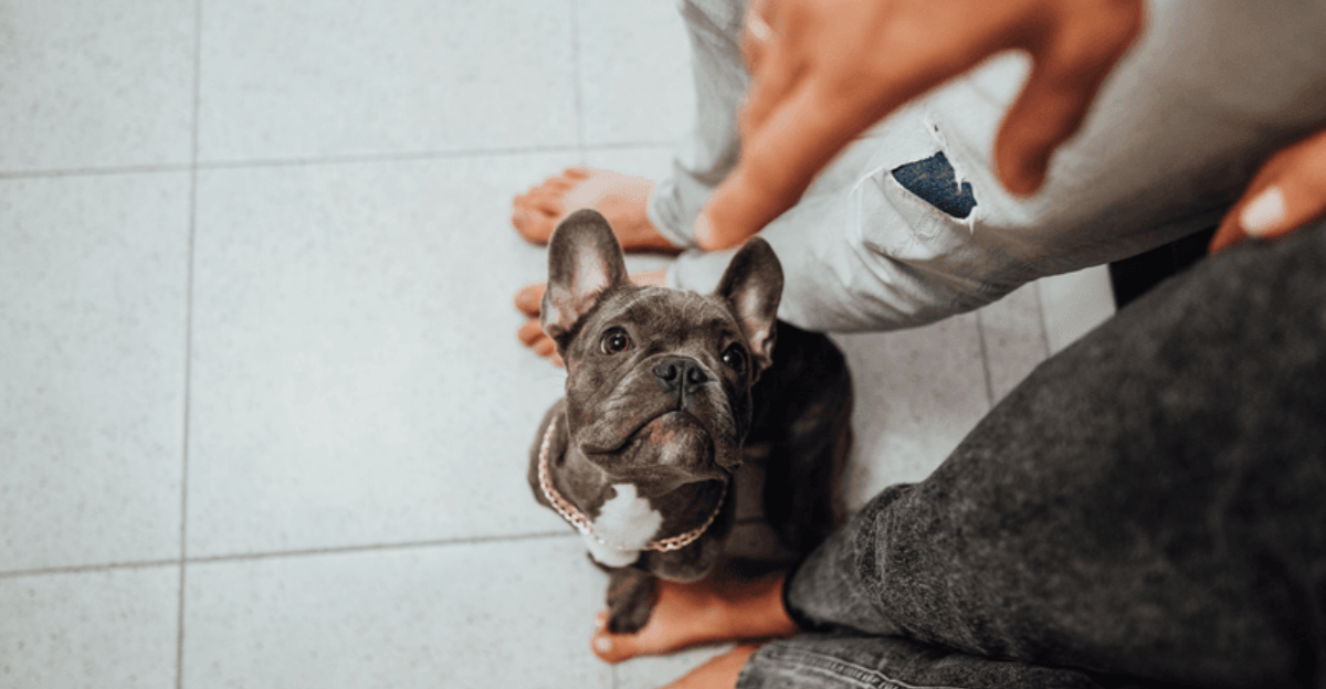 14 Weird Things Dogs Do That Actually Mean “I Love You” - Exploring Animals