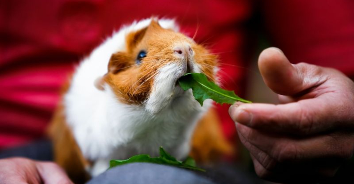 15 Animals Proving Introverts Make the Best Pet Owners - Exploring Animals