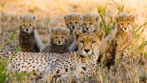 15 Animals That Are Fiercely Protective Parents in the Wild - Exploring ...