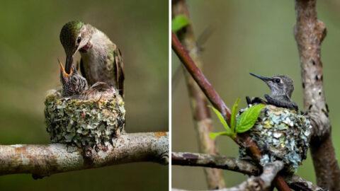 15 Baby Hummingbird Facts That Capture the Magic of Nature’s Tiniest ...