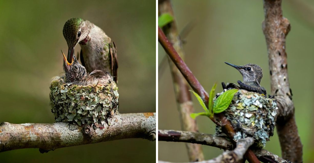15 Baby Hummingbird Facts That Capture the Magic of Nature’s Tiniest ...