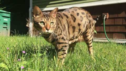 15 Cat Breeds That Look Just Like Miniature Leopards - Exploring Animals