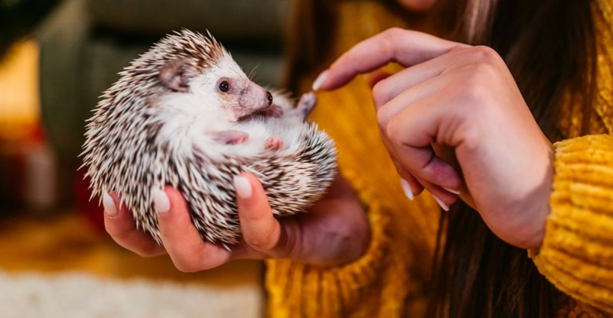 15 Fresh Pet Ideas for People Who’ve Kept the Same Breed Forever ...