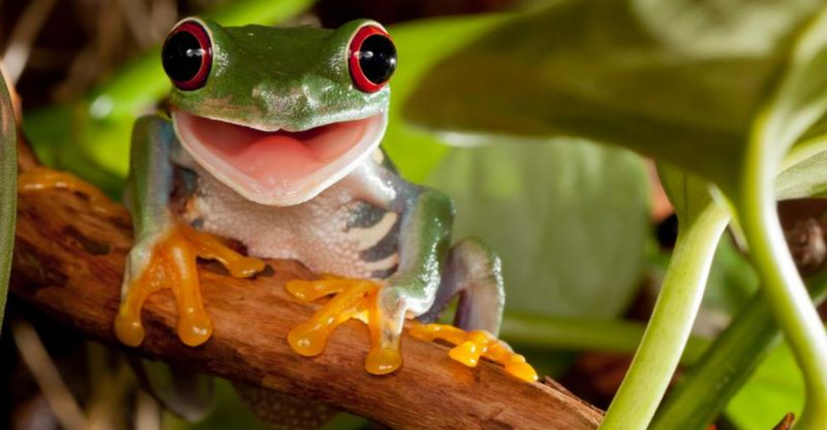15 Friendly Pet Frogs That Are Surprisingly Easy to Care For ...