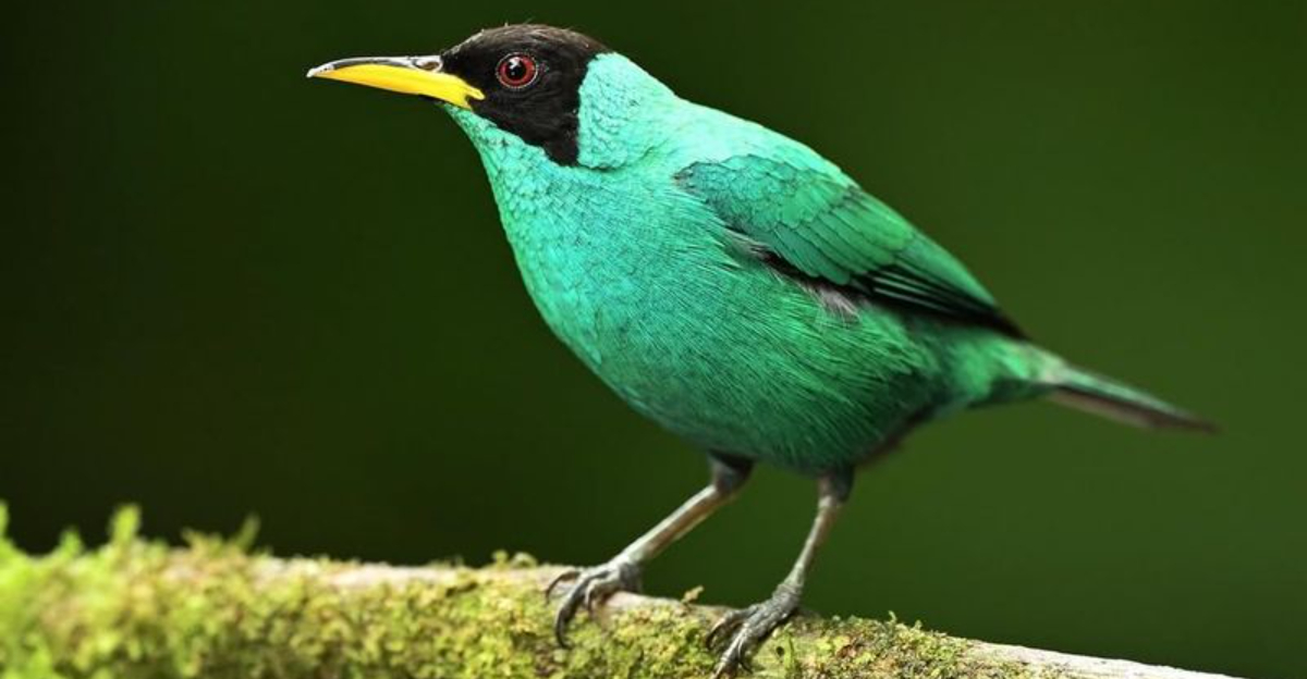 15 Green Birds That Will Enhance Your Garden’s Natural Beauty ...