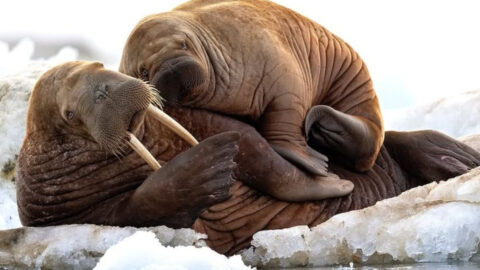 15 Incredible Walrus Facts That Will Make You Appreciate Them Even More ...