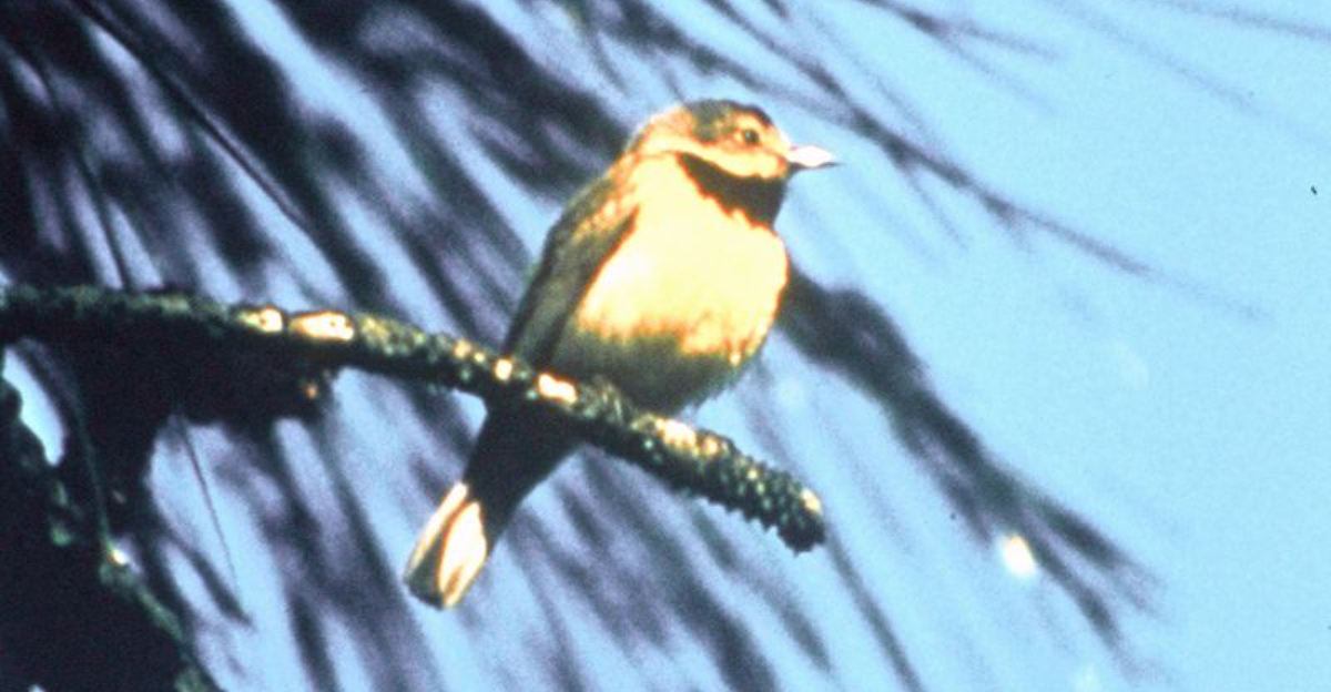 15 Once-Common Birds That Used to Wake Americans Every Morning (Now ...