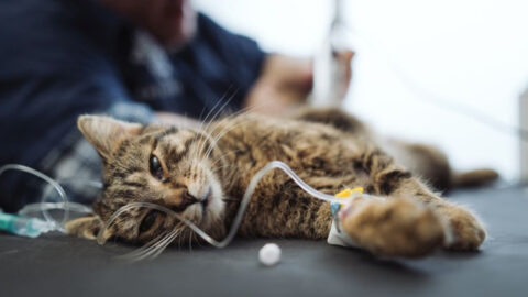 15 Things to Know If Your Cat Passes Away at Home - Exploring Animals