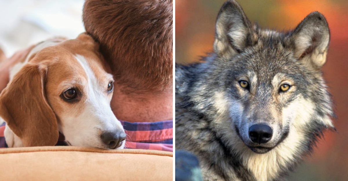 15 Ways Wolves Act Totally Different from Domesticated Dogs - Exploring ...