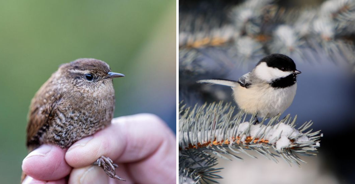15 of the Tiniest Birds You’ll Ever Spot in America - Exploring Animals