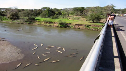 15 of the World’s Most Crocodile-Infested Rivers You’ll Want to Avoid ...