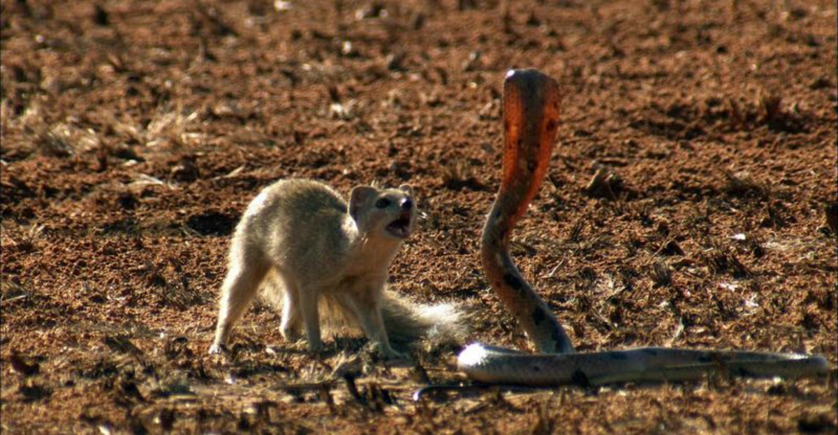 16 Animals that Snakes Fear More Than Humans - Exploring Animals