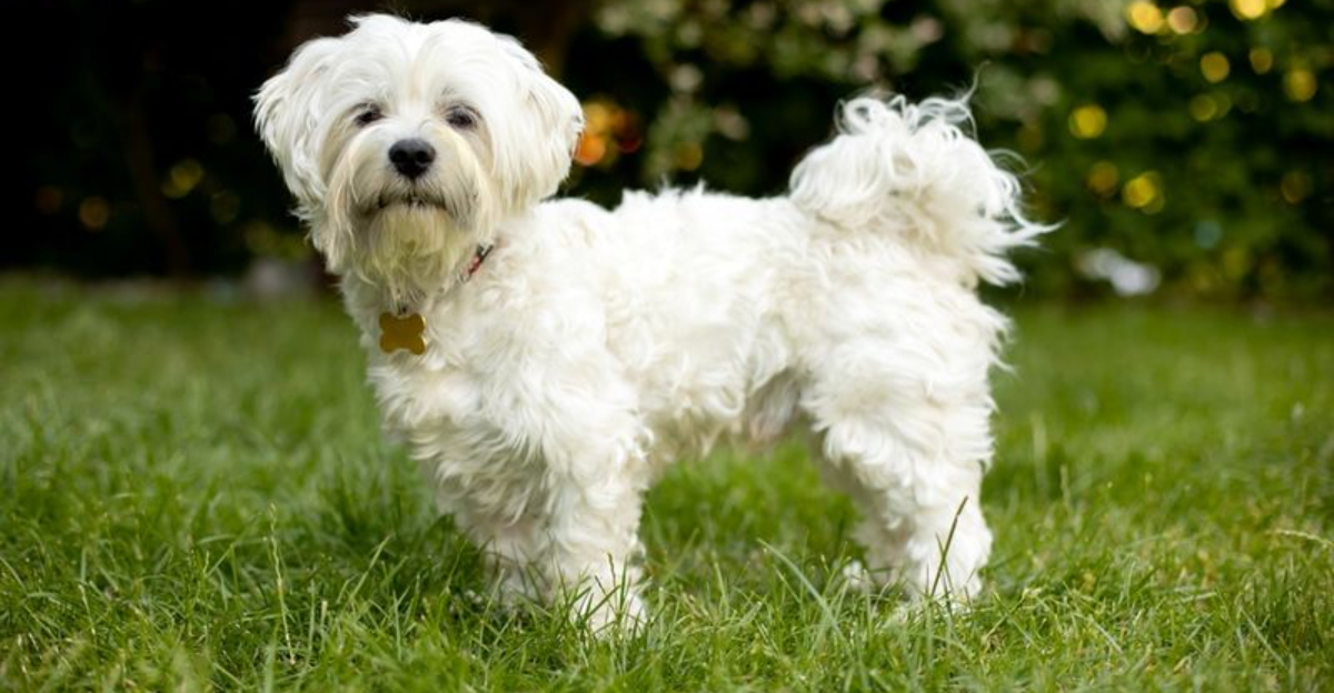 16 Dog Breeds That Look Small Next to a Full-Grown Wolf - Exploring Animals