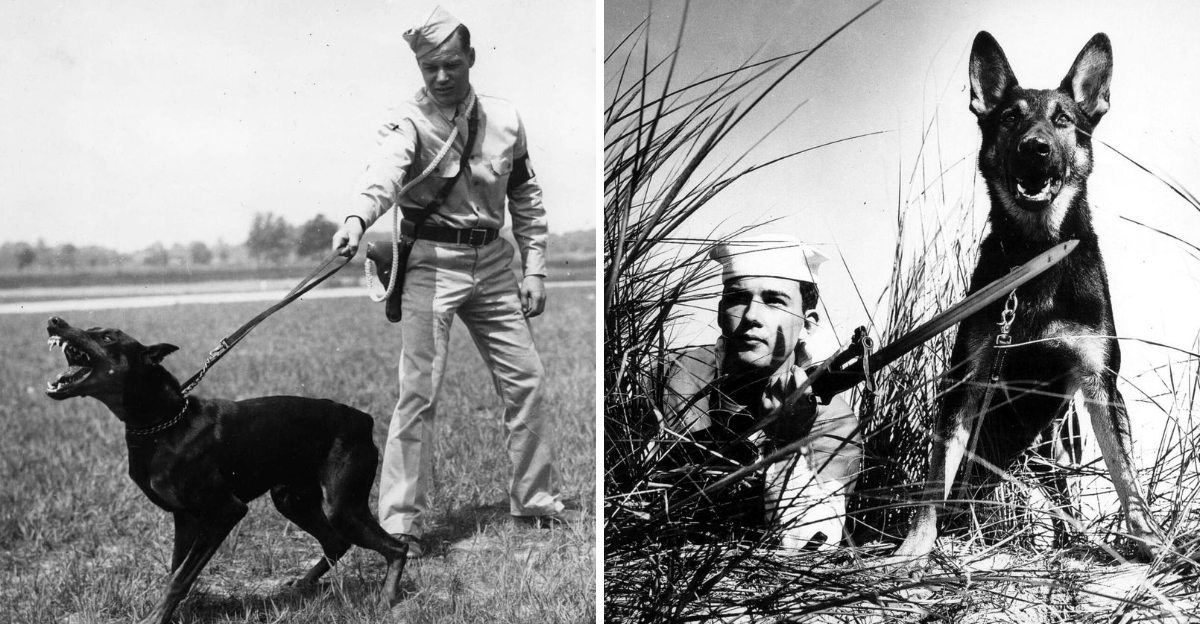 16 Fierce Dog Breeds That Served as Warriors in Ancient Times ...