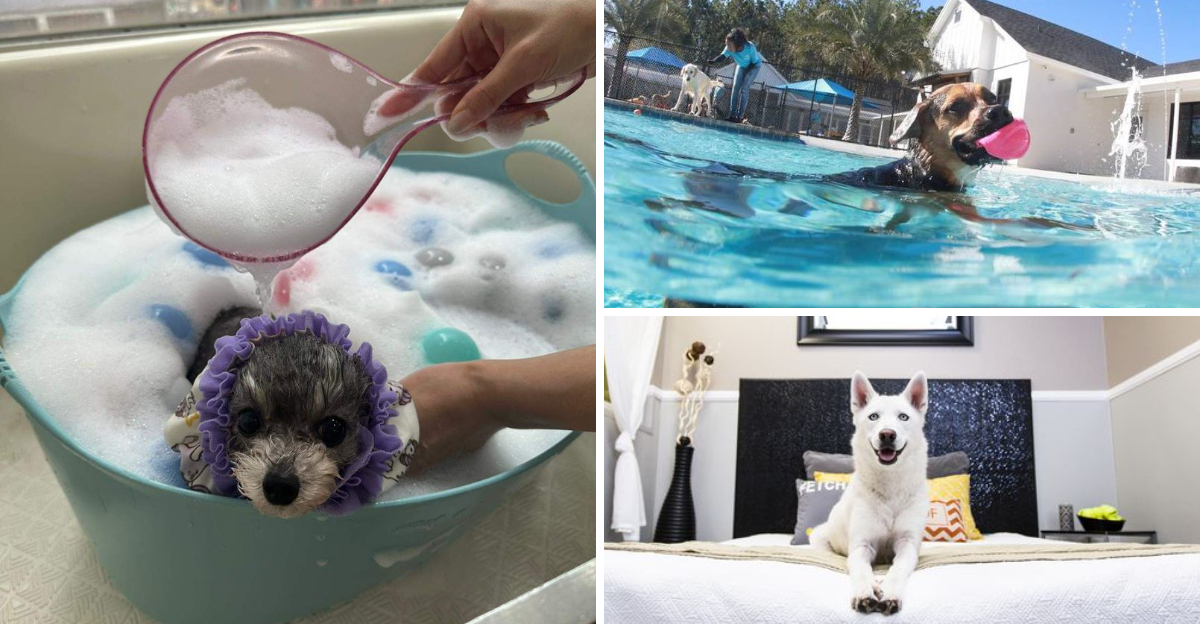 16 Over-the-Top Pet Spas Across the U.S. Where Dogs and Cats Get the ...