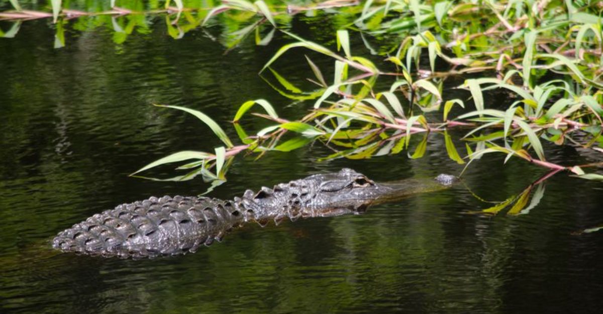 16 Predators That Lurk Beneath Florida’s Waters - Exploring Animals
