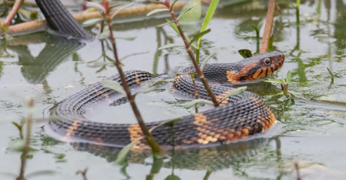 16 Snakes That Thrive in Water—America’s Most Surprising Swimmers ...