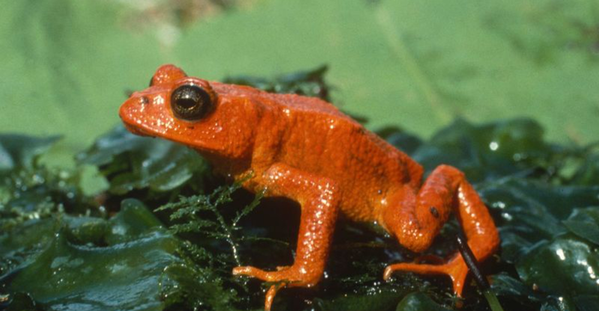 16 Species Wiped Out by Humans That the World Will Never Get Back ...
