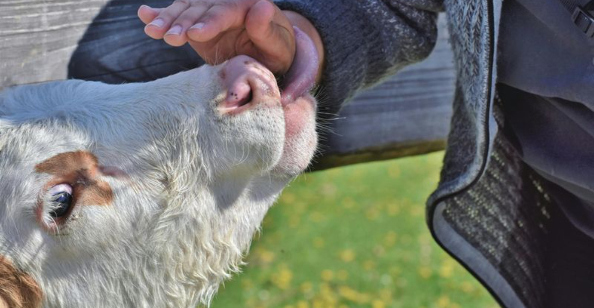 16 Ways Animals Say “Thank You” to Humans (That Most People Miss ...