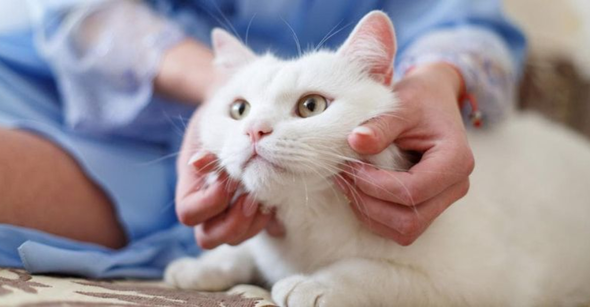 16 Ways You’re Hurting Your Cat’s Feelings Without Realizing It ...
