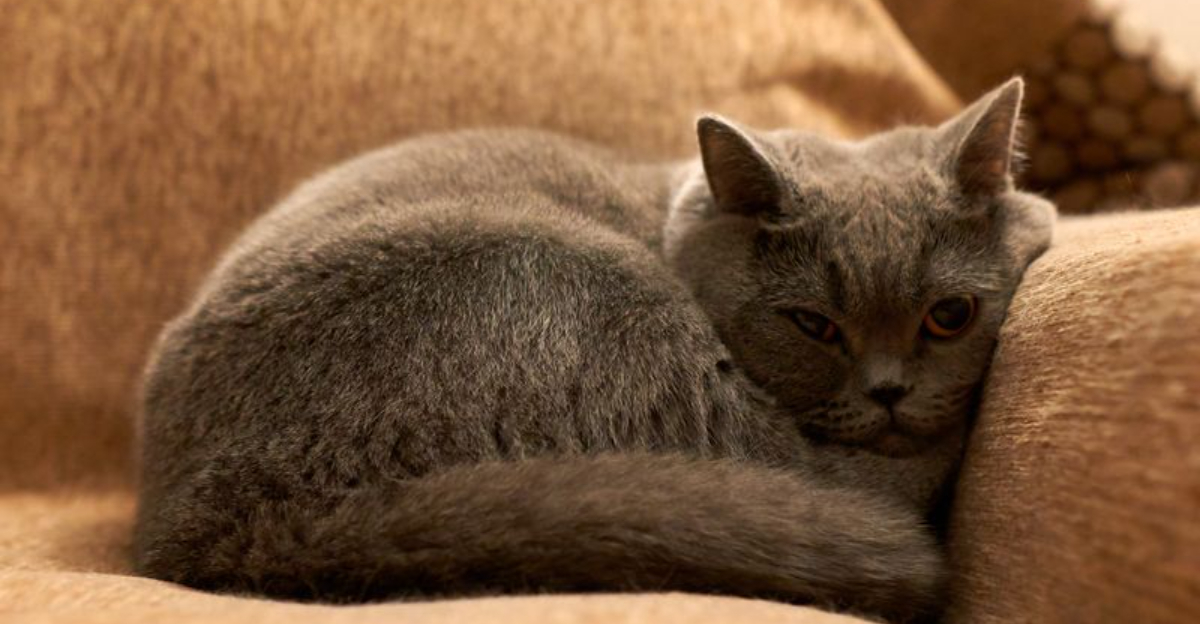 17 Cat Breeds Who Couldn’t Care Less About Your Feelings (And You’ll ...