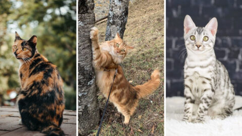 17 Extraordinary Cat Colors and Patterns That Are Incredibly Rare ...