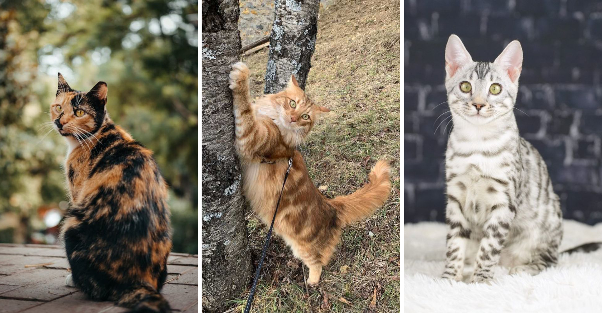 17 Extraordinary Cat Colors and Patterns That Are Incredibly Rare ...
