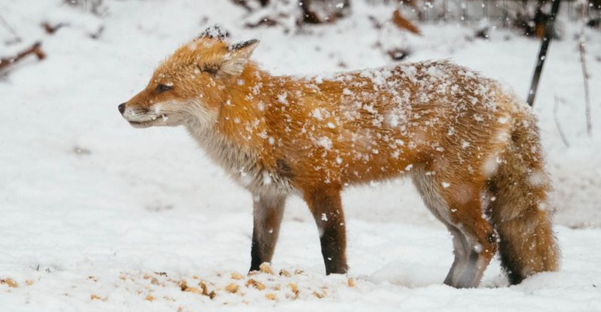 17 Most Dangerous Animals Lurking in Pennsylvania’s Wild Places ...