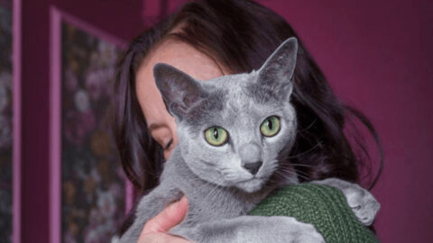 17 Most Protective Cat Breeds That Might Defend You Like a Dog Would ...