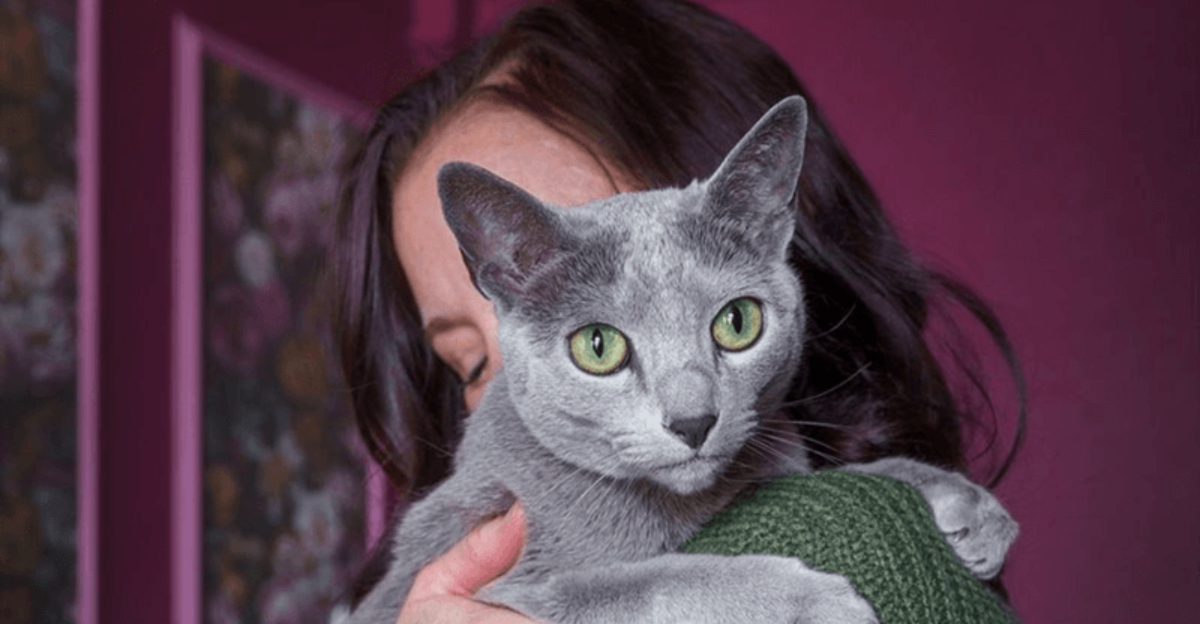 17 Most Protective Cat Breeds That Might Defend You Like a Dog Would ...