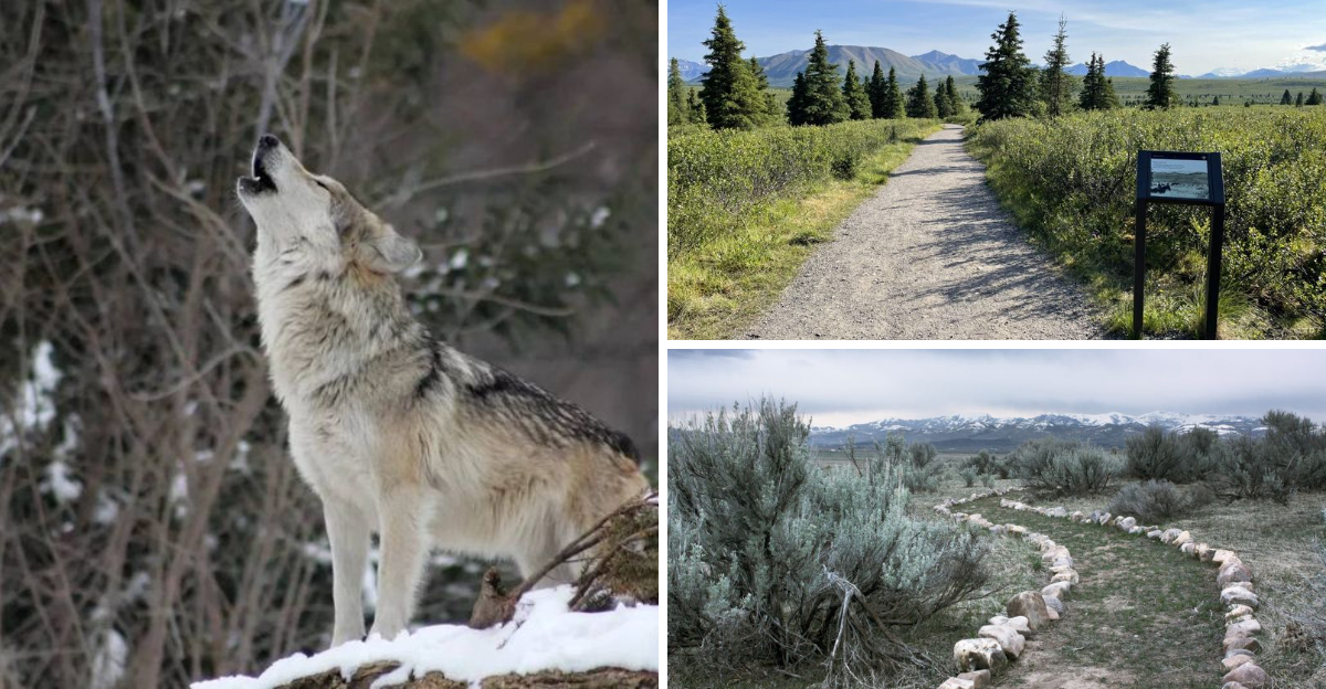 17 U.S. Hiking Trails Where Wild Wolves Still Roam Today - Exploring Animals