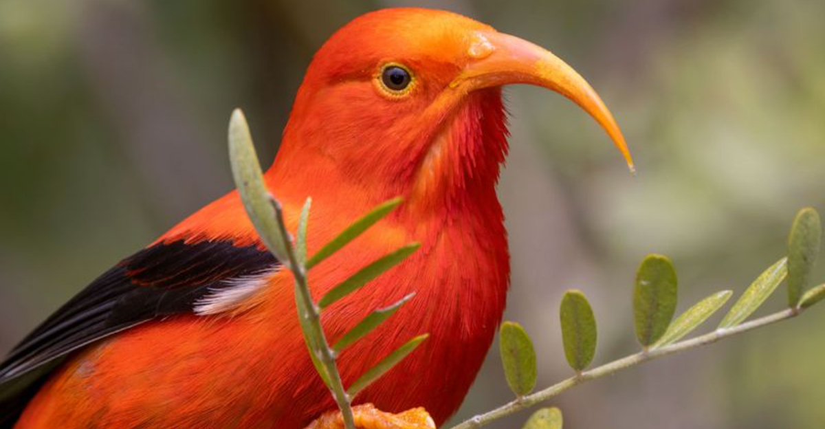 17 U.S. States With the Most Diverse Bird Populations - Exploring Animals