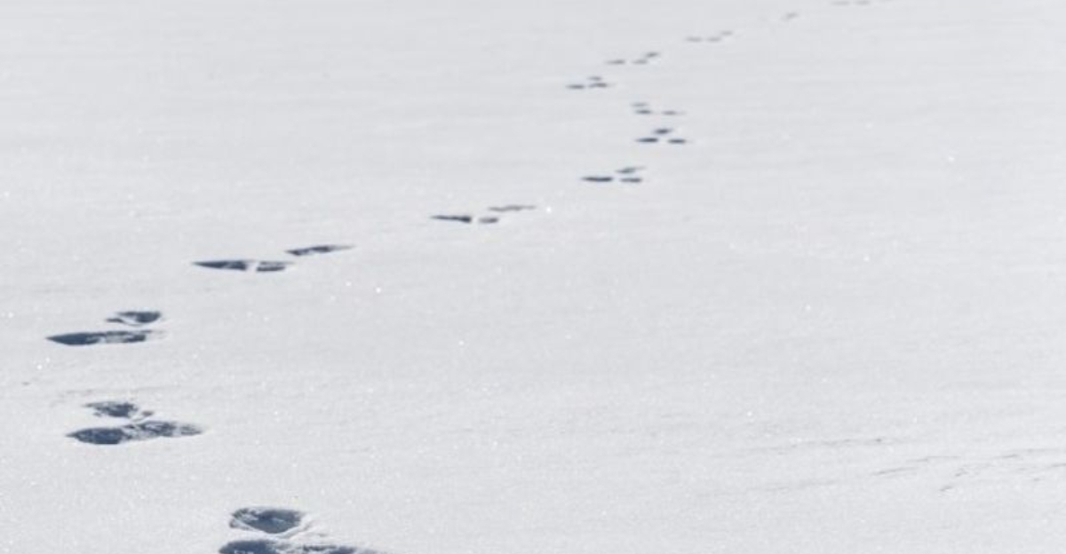 17 Wild Animals You Can Identify Just by the Tracks They Leave Behind ...