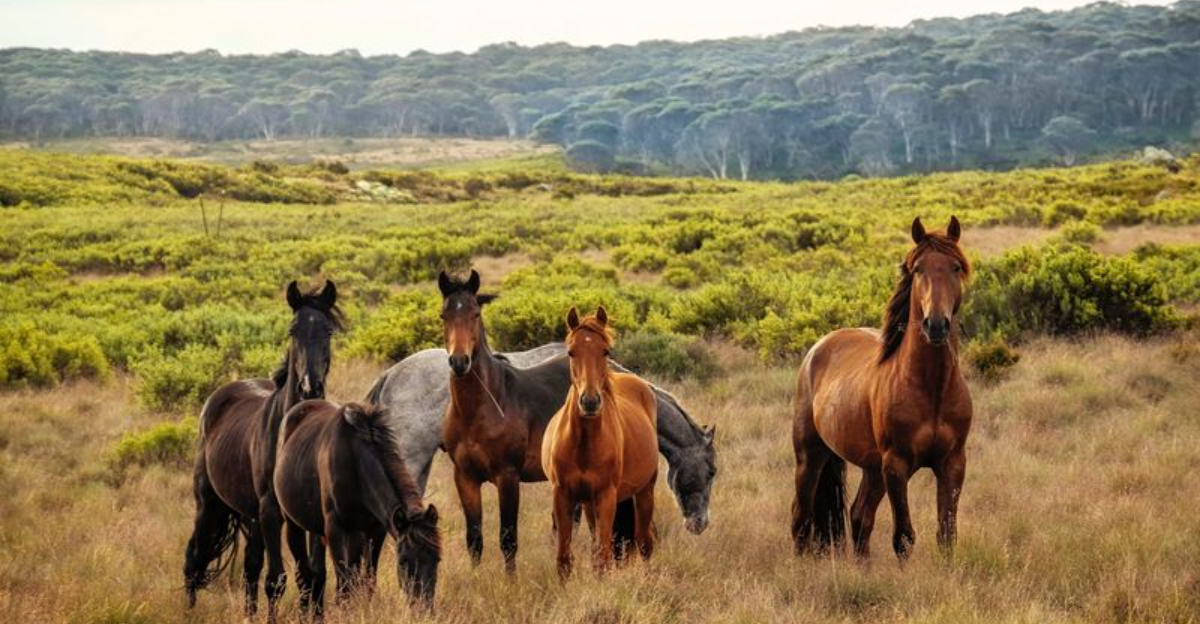 18 Amazing Wild Horse Breeds From Around the World - Exploring Animals