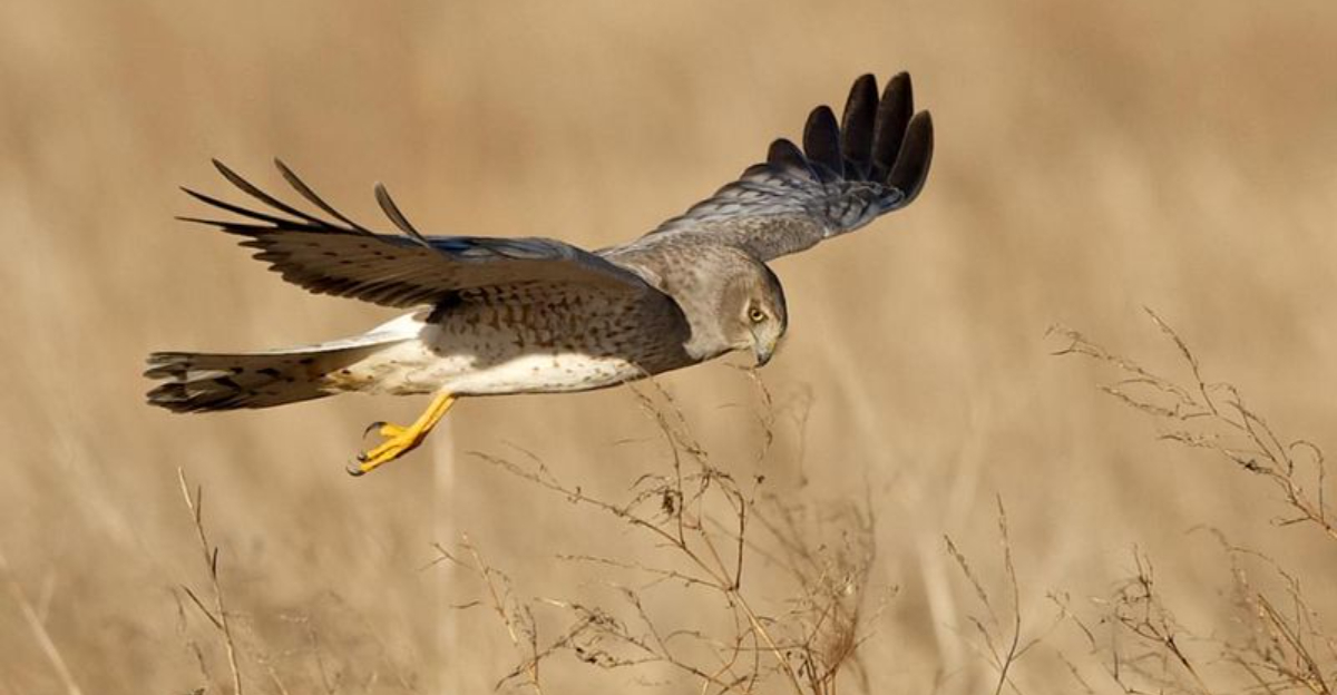 18 Birds That Dominate the Skies Over Colorado - Exploring Animals