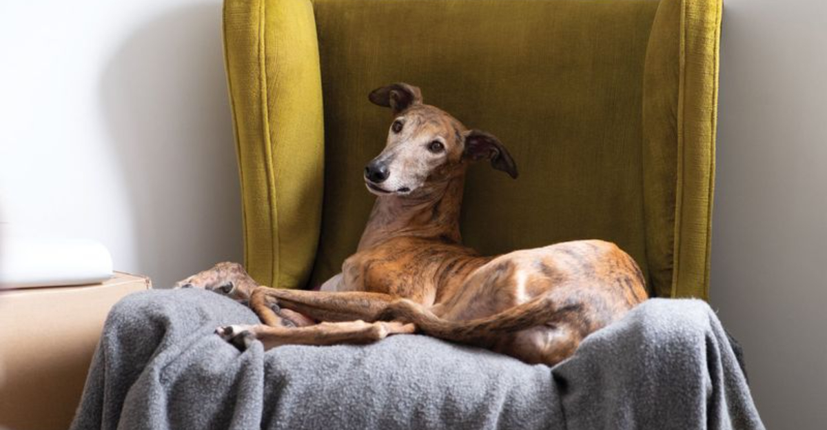 18 Calm and Quiet Dog Breeds Ideal for Apartment Living - Exploring Animals