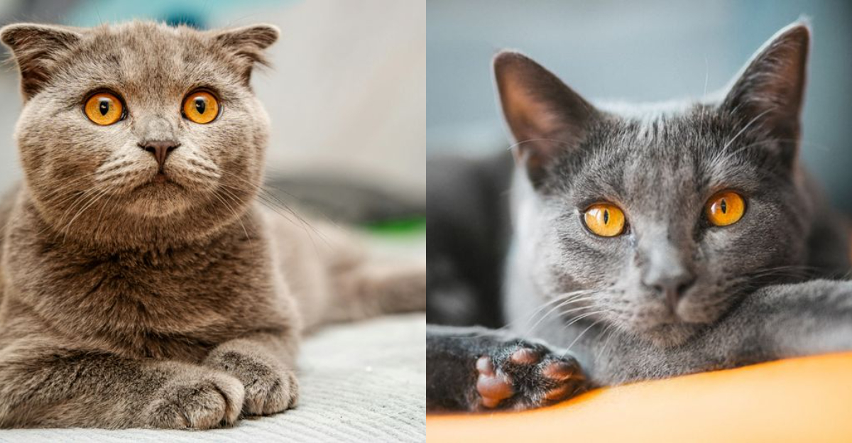 18 Cat Breeds With the Most Mesmerizing Eye Colorss on the Planet ...